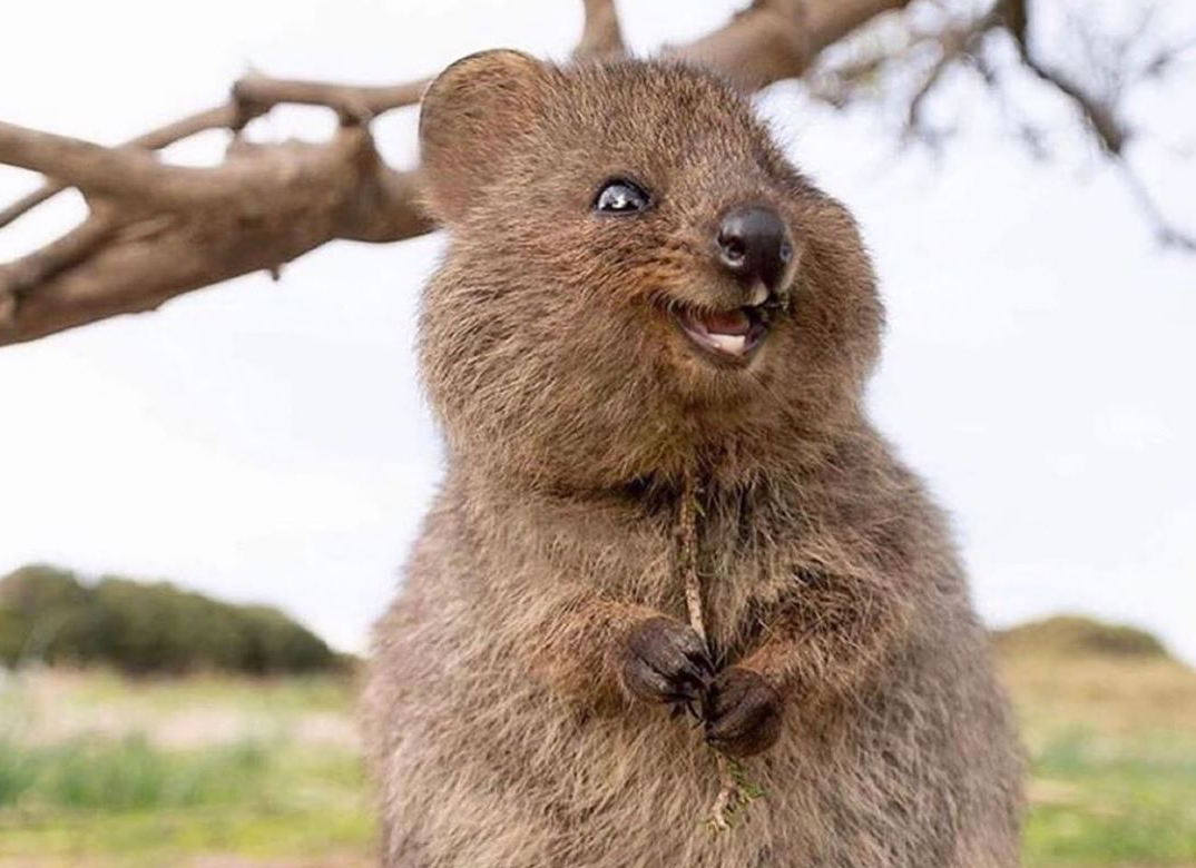 Meet Australia's happiest animal – Bondi Wash Switzerland